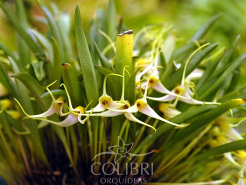 Colibri Orquídeas - Masdevallia