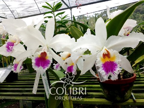 Colibri Orquídeas - Cattleya e afins